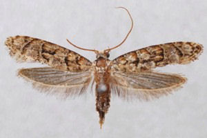 シマヒロズコガ